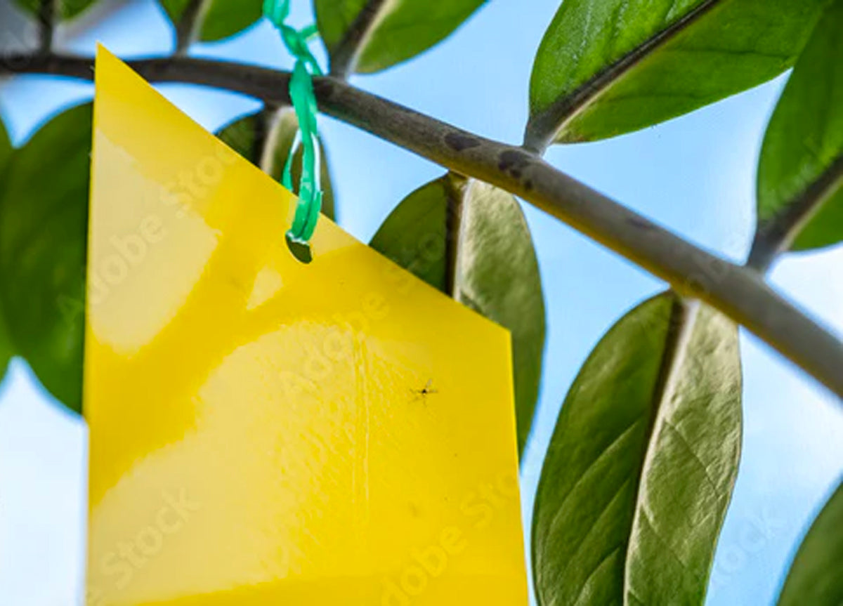 Come funzionano le trappole cromotropiche per insetti? – Sala Laurus